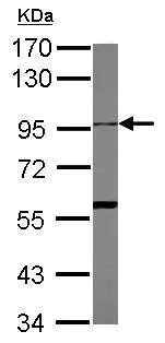 Anti-ADAM10 antibody (ab227172) | Abcam