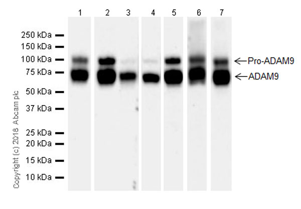 Anti-ADAM9 antibody [EPR21924-164] (ab218242) | Abcam