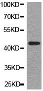 Anti-ADH5 antibody (ab175406) | Abcam