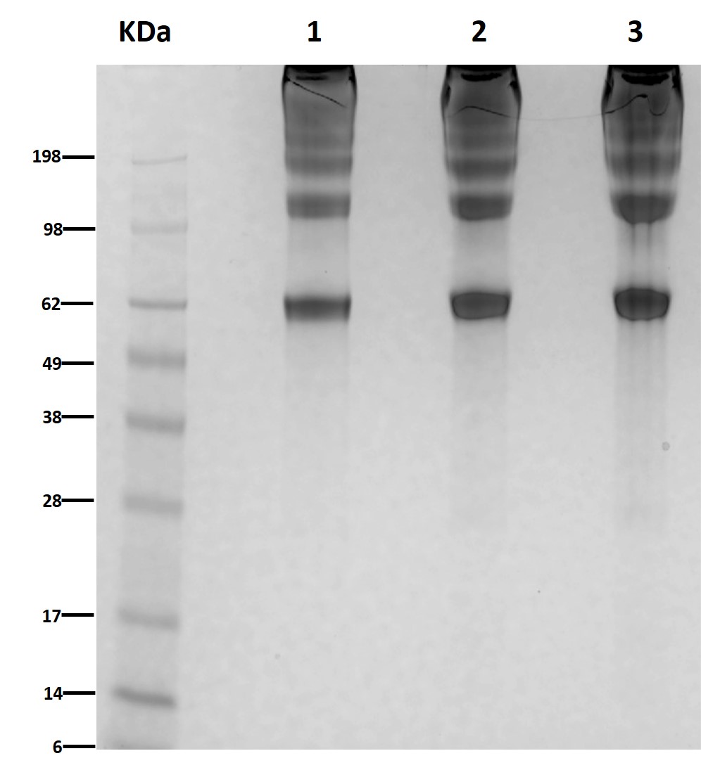 AGE-BSA (ab51995/2221-10) Advanced Glycation Endproduct-BSA | Abcam