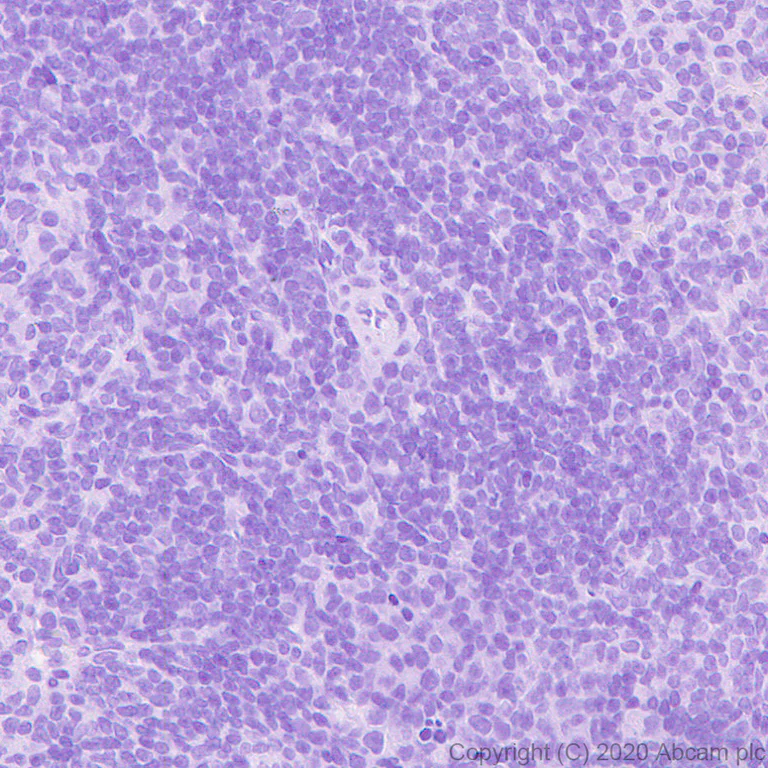 Anti-AIRE antibody [5H12] - BSA and Azide free (ab252249) | Abcam