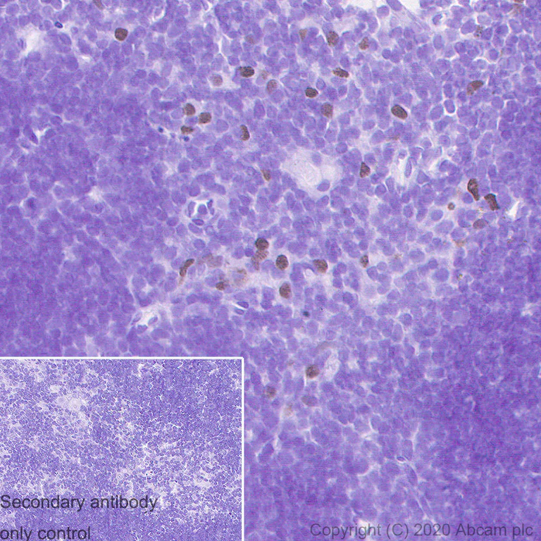 Anti-AIRE antibody [5H12] - BSA and Azide free (ab252249) | Abcam