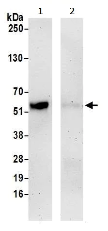 Anti-Ajuba antibody KO Tested (ab241957) | Abcam