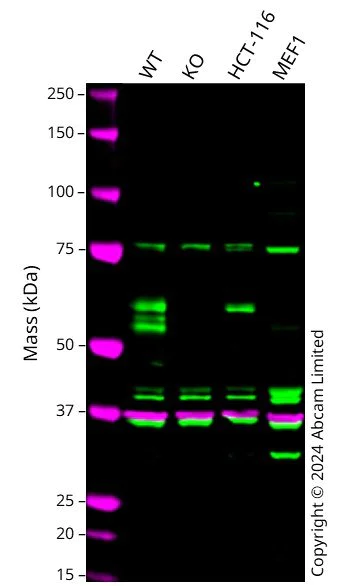 Anti-Ajuba antibody KO Tested (ab241957) | Abcam