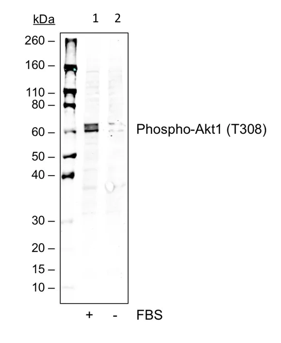 Anti-AKT1 (phospho T308) antibody [AktT308-G12] (ab278565) | Abcam