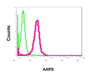 Anti-AlaRS antibody [EPR11037(B)] (ab155275) | Abcam