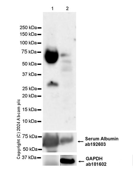 Anti-Albumin antibody [EPR12774] (ab192603) | Abcam
