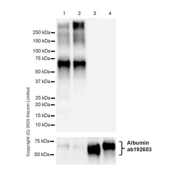 Albumin抗体[EPR12774] (ab192603)| Abcam中文官网