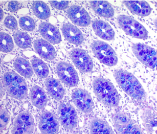 Alcian Blue PAS Stain Kit. Neutral Mucin Stain. (ab245876) | Abcam