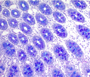 Alcian Blue PAS Stain Kit (ab245876)| Abcam中文官网