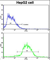 Anti-ALDH2 antibody (ab115198) | Abcam