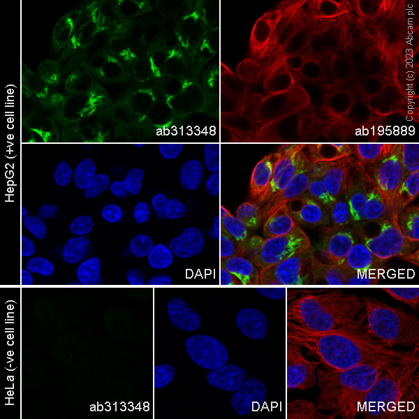 Alexa Fluor® 488 Anti-Albumin antibody [EPR20195] (ab313348) | Abcam