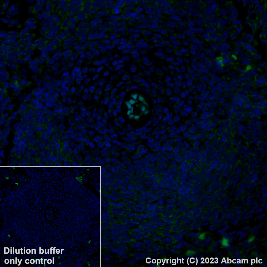 Alexa Fluor® 488 Anti-Brachyury / Bry antibody [EPR18113] (ab314674 ...