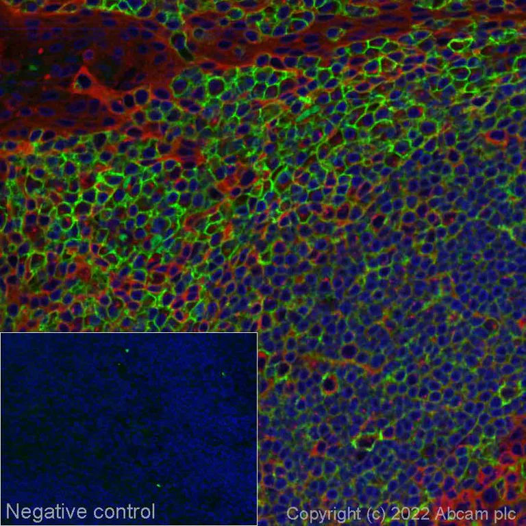 Alexa Fluor® 488 Anti-CD44 antibody [EPR18668] (ab284640) | Abcam