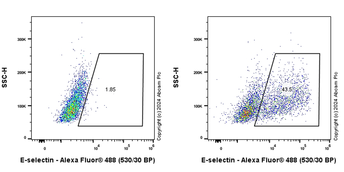 Anti-CD62E Alexa Fluor® 488 antibody [EPR25616-62] (ab318169) IgG | Abcam