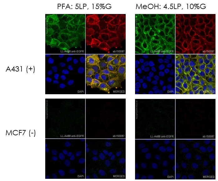 Alexa Fluor® 488 Conjugation kit | Easy Alexa Fluor® 488 Labelling ...