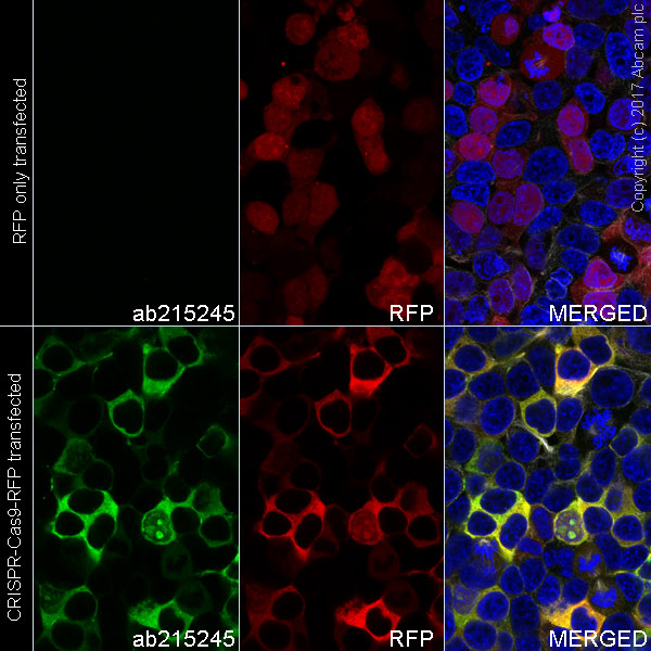 Alexa Fluor® 488 Anti-CRISPR-Cas9 antibody [EPR19620] (ab215245) | Abcam