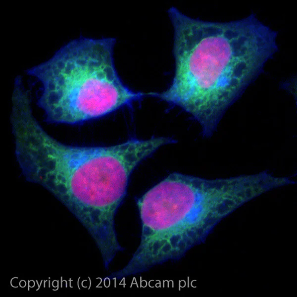 Alexa Fluor® 488 conjugated Anti-Cytokeratin 7 antibody [EPR1619Y] - Cytoskeleton Marker ...