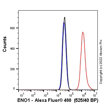 Alexa Fluor® 488 Anti-ENO1 antibody [EPR19758] (ab303582) | Abcam