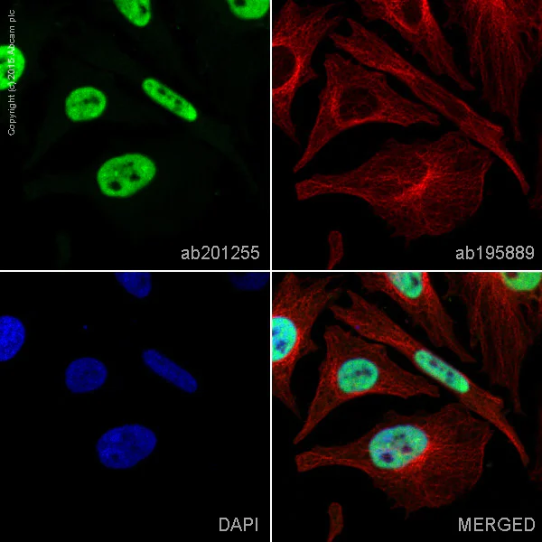 Anti-ENT2 Alexa Fluor® 488 antibody [EPR11674] (ab201255) IgG | Abcam