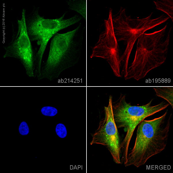 Alexa Fluor® 488 Anti-FADS1 antibody [EPR6898] (ab214251) | Abcam