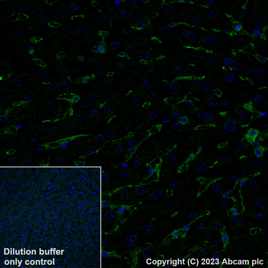 Alexa Fluor® 488 Anti-HLA Class 1 ABC antibody [EPR22172] (ab314926 ...