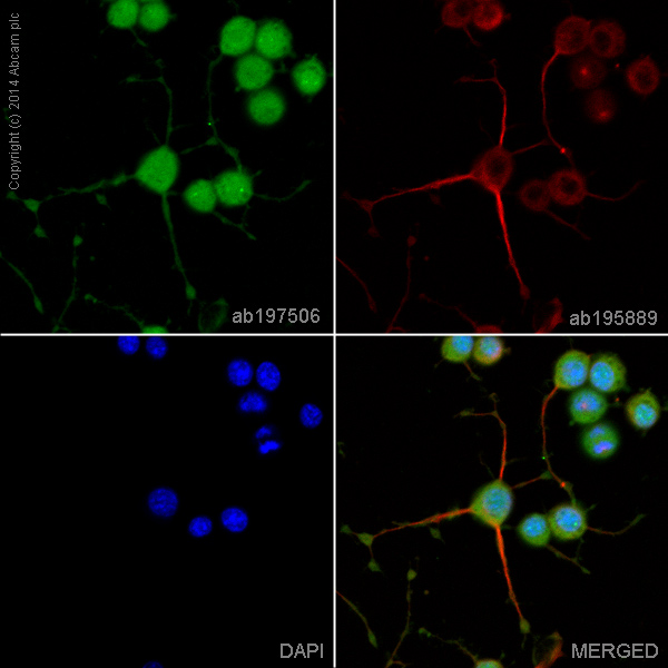 Alexa Fluor® 488 Anti-Huntingtin antibody [EPR5526] (ab197506) | Abcam