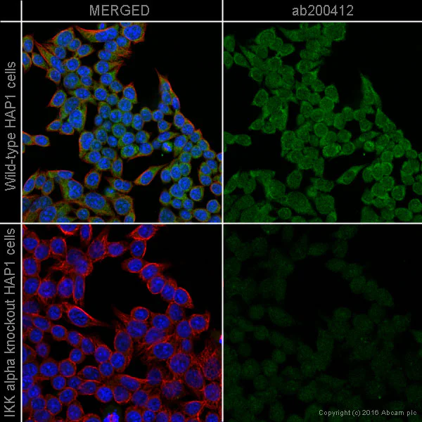 Anti-IKK alpha Alexa Fluor® 488 antibody [Y463] (ab200412) IgG | Abcam