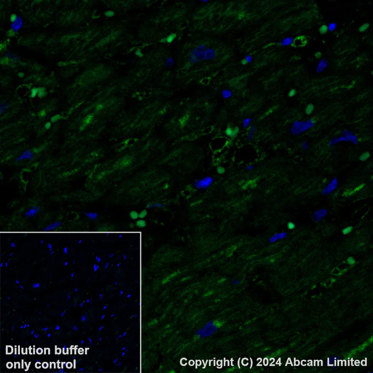 Anti-Lactate Dehydrogenase B/LDH-B Alexa Fluor® 488 antibody [EP1565Y ...