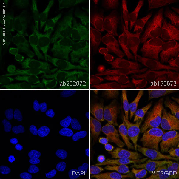 Alexa Fluor® 488 Anti-MetRS/MARS antibody [EPR9873(B)] (ab252072) | Abcam