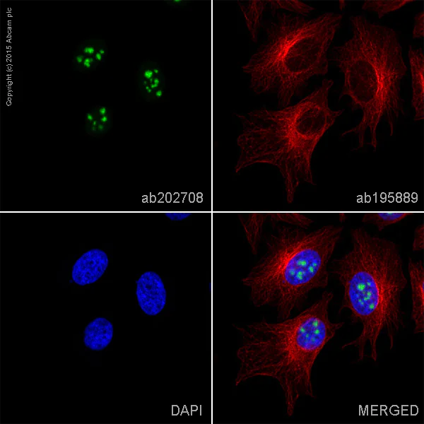Alexa Fluor® 488 Anti-Nucleolin antibody [EPR7952] (ab202708) | Abcam