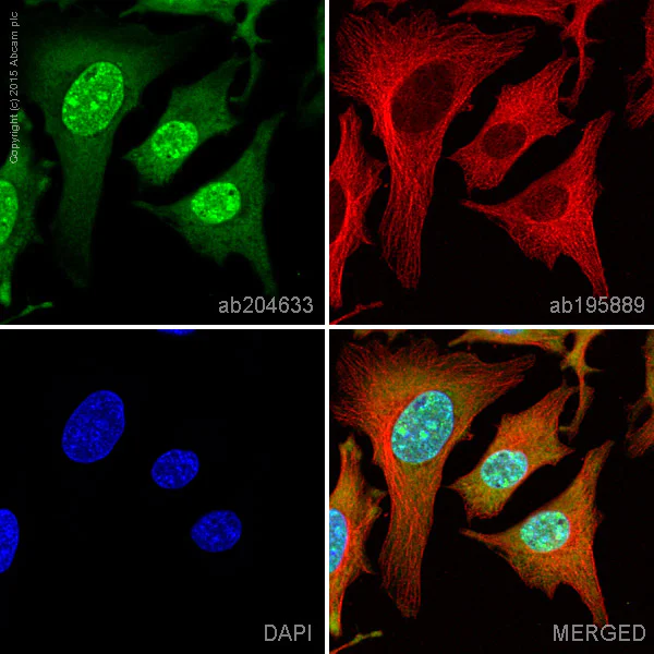 Anti-PKC alpha Alexa Fluor® 488 antibody [Y124] (ab204633) IgG | Abcam