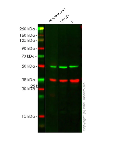 Anti-RBBP7 Alexa Fluor® 488 antibody [EPR23796-74] (ab290984) IgG | Abcam