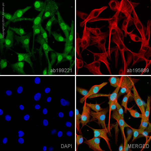 Anti-RUNX1 / AML1 + RUNX3 + RUNX2 Alexa Fluor® 488 antibody [EPR3099] (ab199221) | Abcam