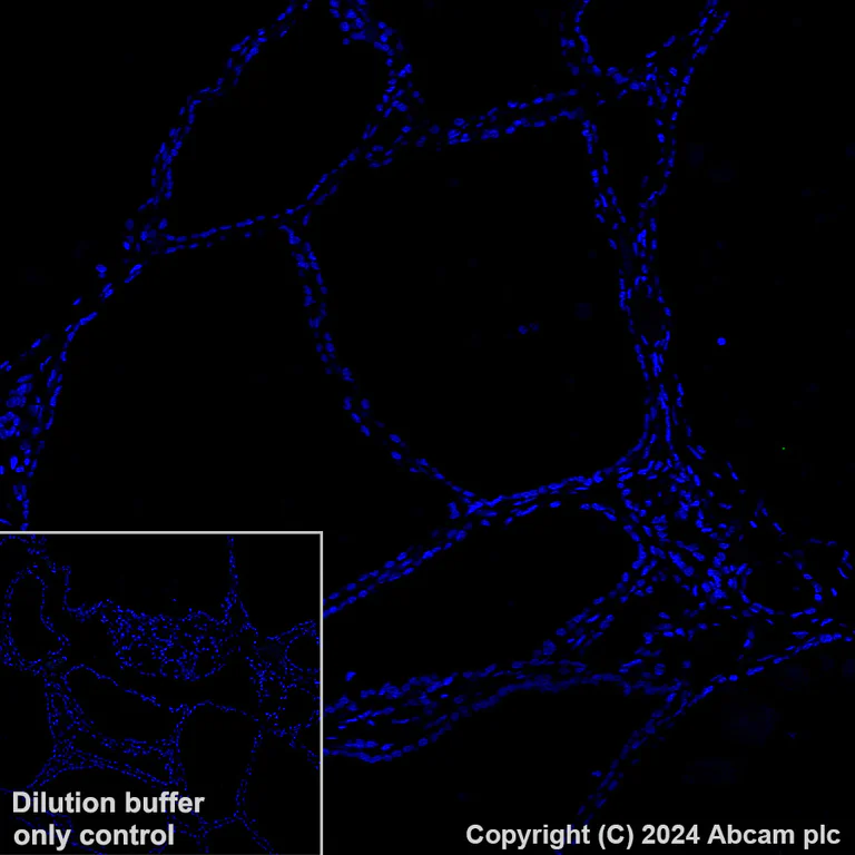 Alexa Fluor® 488 Anti-Trypsin antibody [EPR19498-43] (ab319011) | Abcam