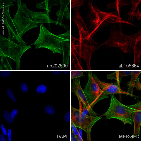 Alexa Fluor® 555 conjugated Anti-alpha smooth muscle Actin antibody ...