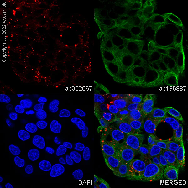 Alexa Fluor® 555 Anti-Apolipoprotein E 抗体 [EPR19392] (ab302567) | Abcam