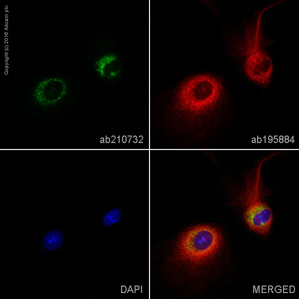 Alexa Fluor® 555 Anti-ATP synthase C antibody [EPR13907] (ab210732) | Abcam