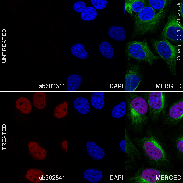 Alexa Fluor® 555 Anti-c-Fos antibody [EPR21930-238] (ab302541) | Abcam