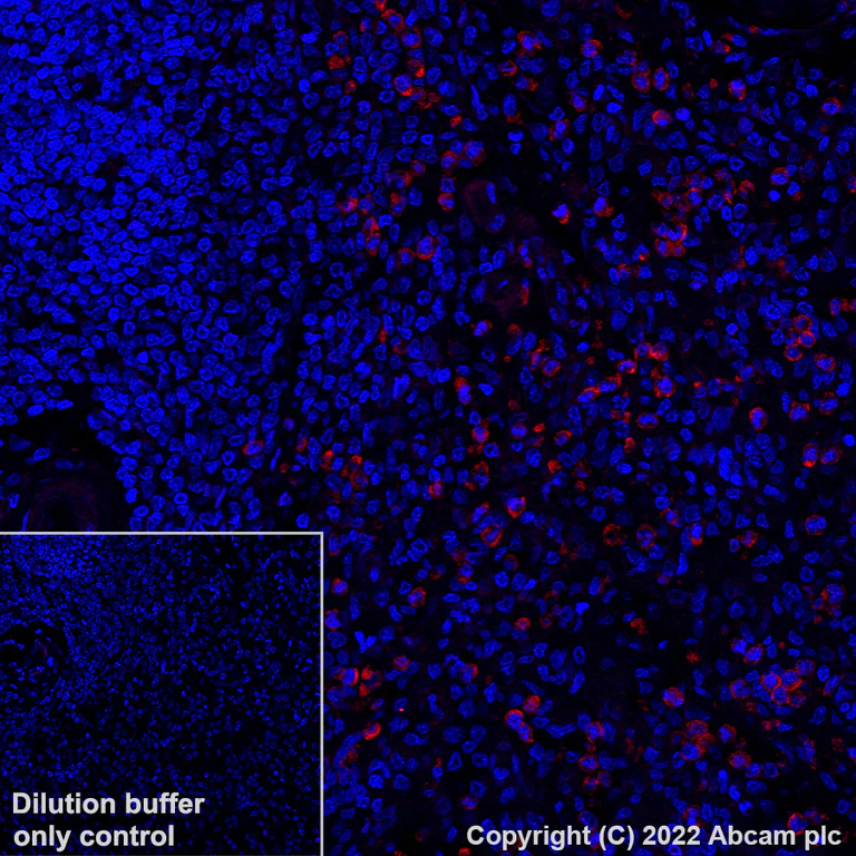 Alexa Fluor® 555 Anti-CD11b antibody [EPR1344] (ab307391) | Abcam