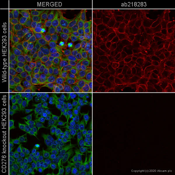 Anti-CD276 Alexa Fluor® 555 antibody [EPNCIR122] (ab218283) IgG | Abcam