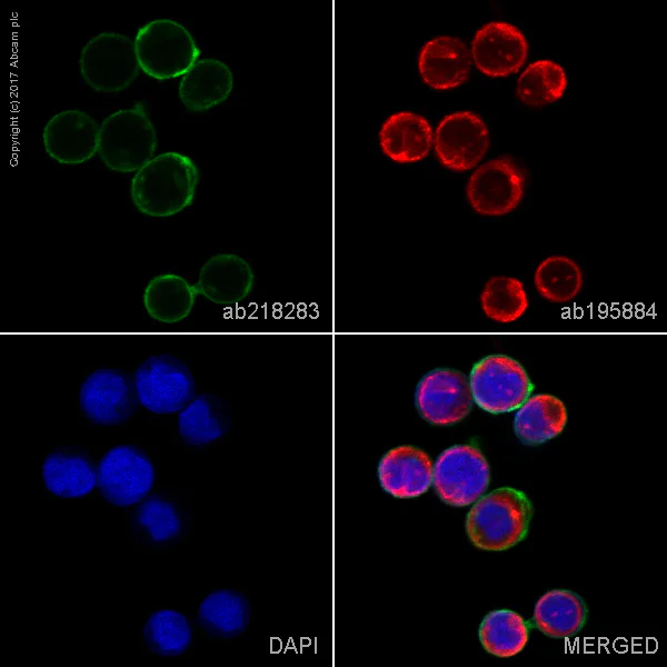 Anti-CD276 Alexa Fluor® 555 antibody [EPNCIR122] (ab218283) IgG | Abcam