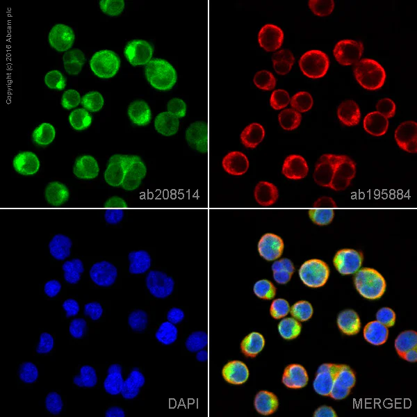 Alexa Fluor® 555 conjugated Anti-CD3D antibody [EP4426] (ab208514) | Abcam