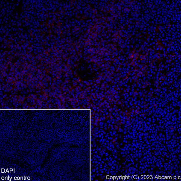 Alexa Fluor® 555 Anti-CD4 antibody [EPR19514] (ab313727) | Abcam