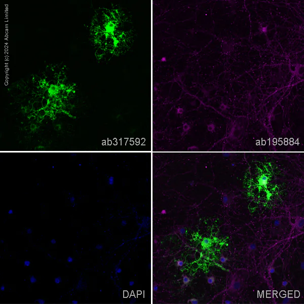 Alexa Fluor® 555 Anti-CNPase antibody [11-5B] (ab317592) | Abcam