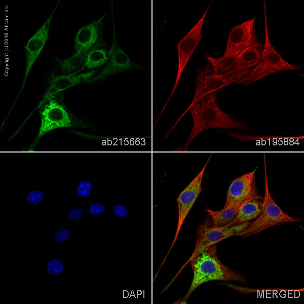 Anti-DARPP32 Alexa Fluor® 555 antibody [EP721Y] (ab215663) IgG | Abcam