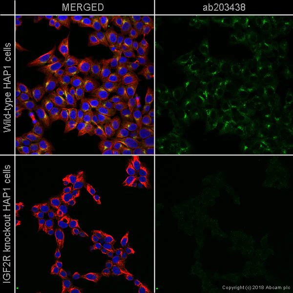 Anti-M6PR (cation independent) Alexa Fluor® 555 antibody [EPR6599 ...