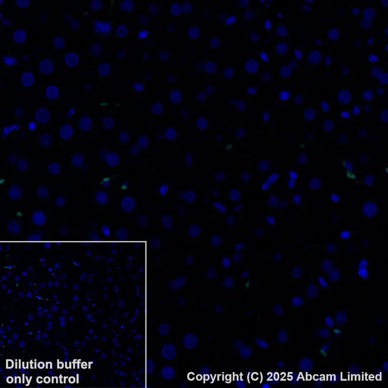 Alexa Fluor® 555 Anti-Midkine antibody [EPR29075-34] (ab323763) | Abcam中文官网