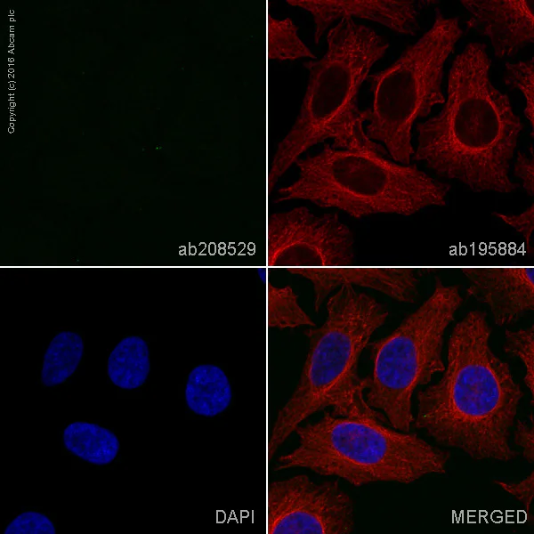 Alexa Fluor® 555 conjugated Anti- Rabbit IgG, monoclonal [EPR25A ...