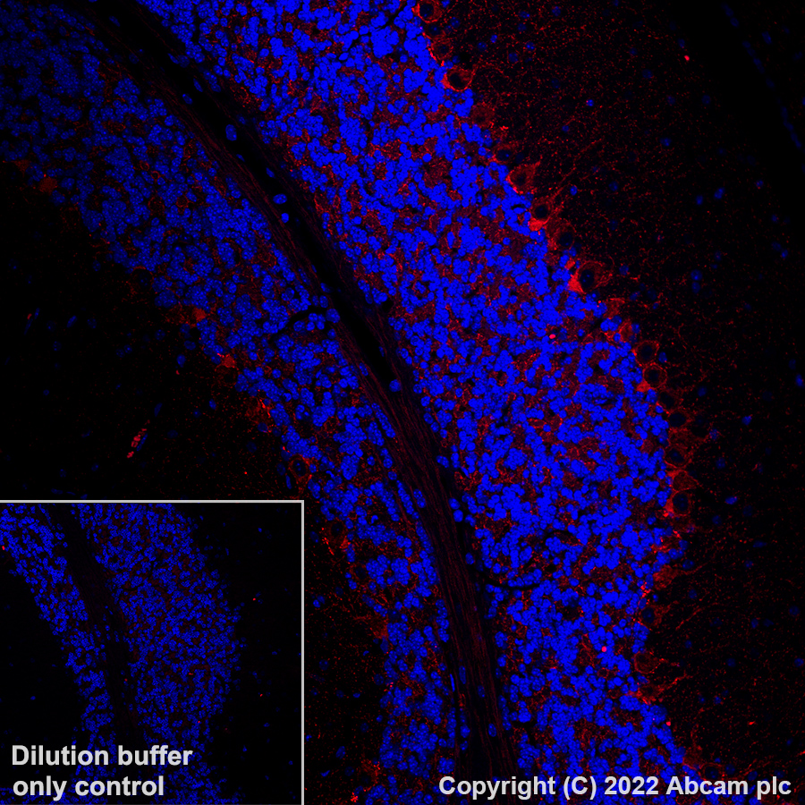 Alexa Fluor® 555 Rabbit monoclonal [EPR20578] to GAD67/GAD1 (ab306572) | Abcam